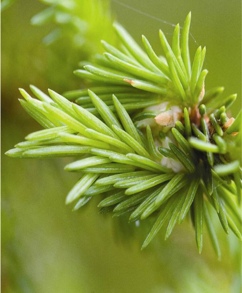 Sustainable Solutions - EC Pac AB